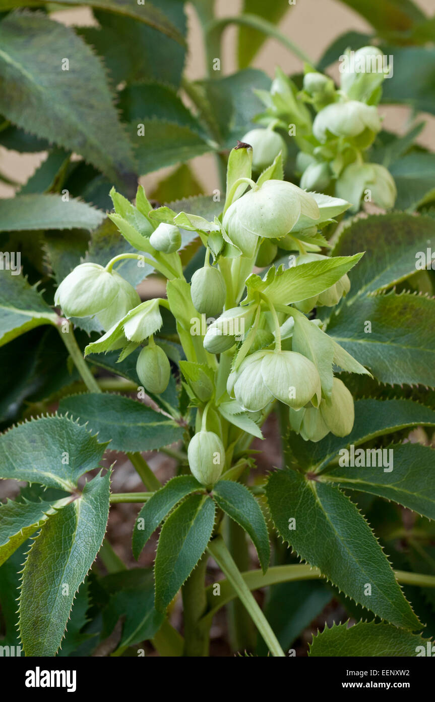 Helleborus foetidus flowers Stock Photo - Alamy