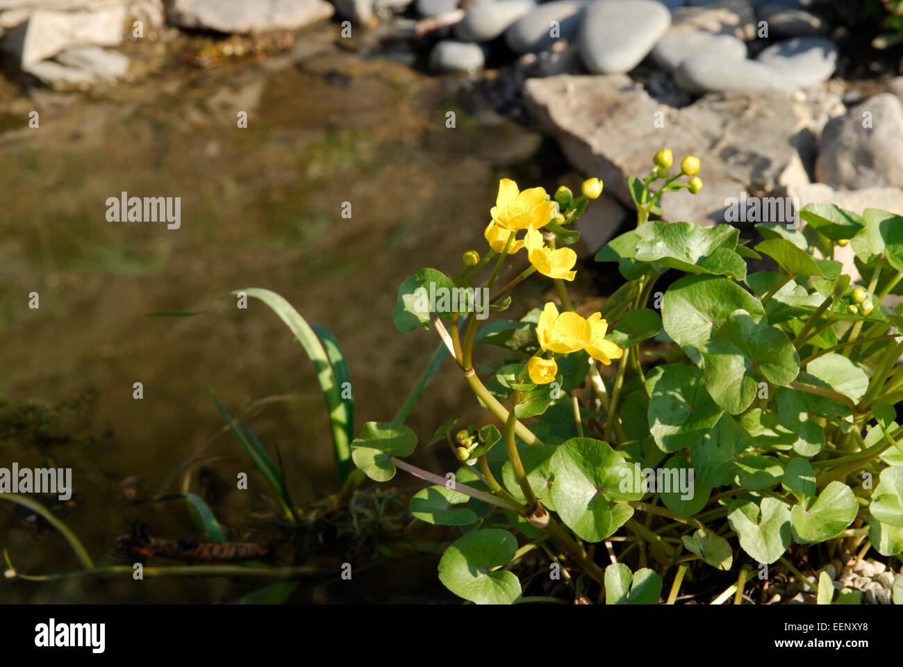 Marsh Marigold beside a pond in a Welsh garden in spring Stock Photo ...