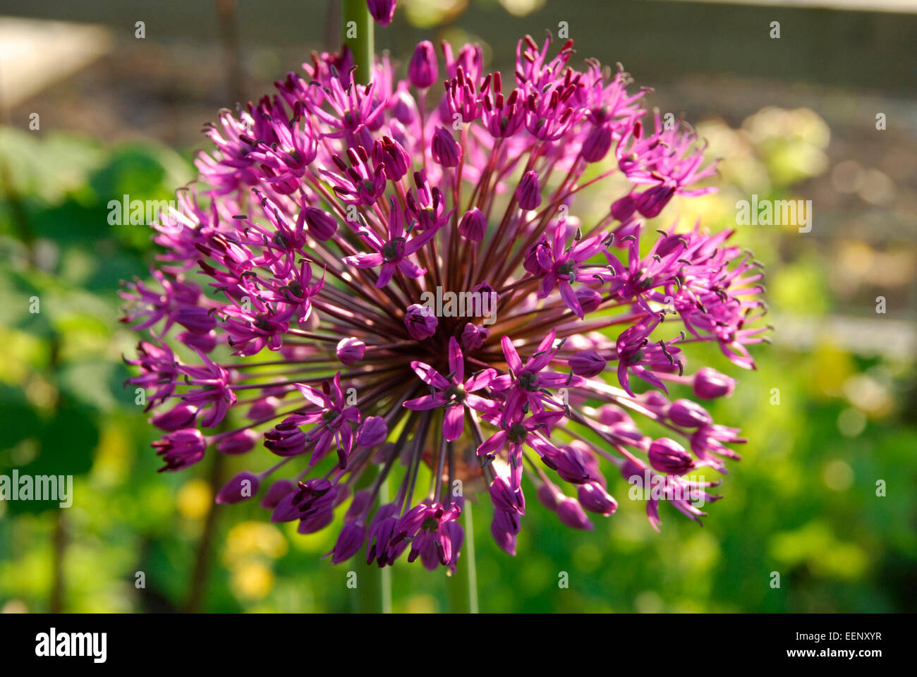 Allium flower against green background Stock Photo - Alamy