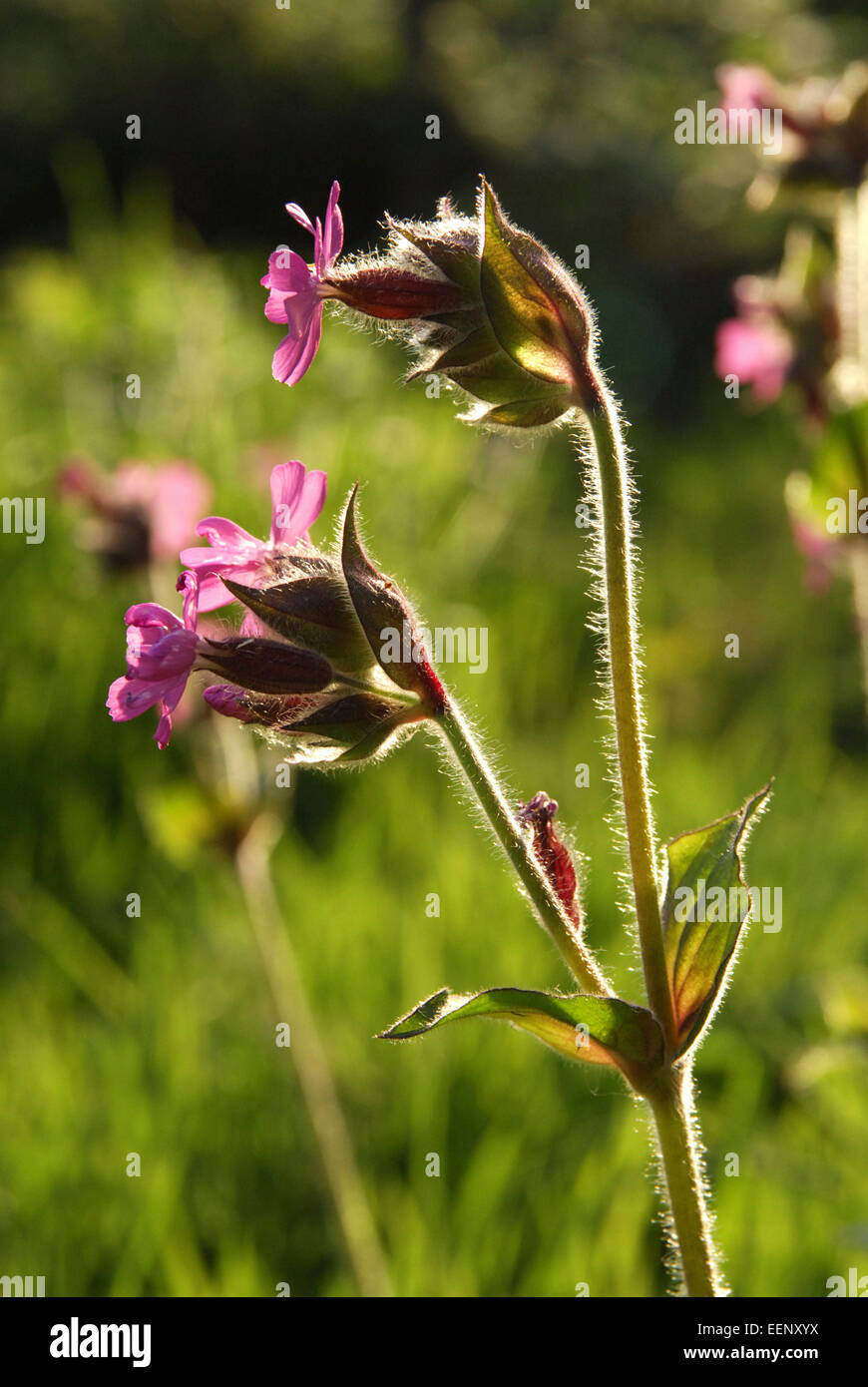 Red campion wildflower hi-res stock photography and images - Alamy