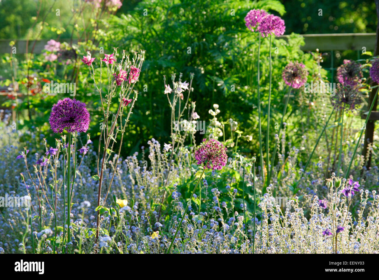 Allium border hi-res stock photography and images - Alamy