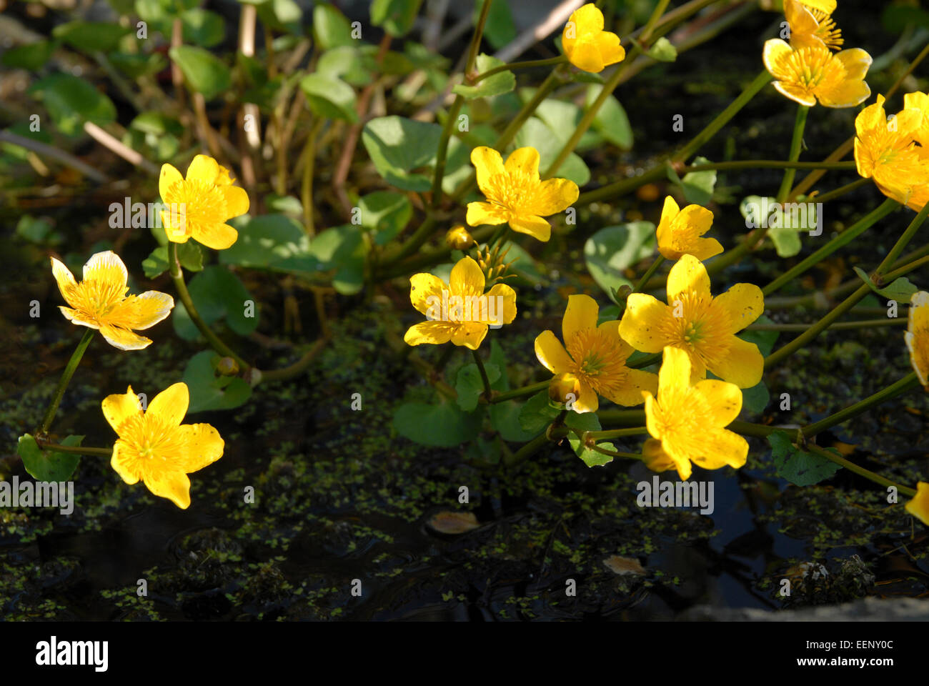Wetland flowers hi-res stock photography and images - Alamy