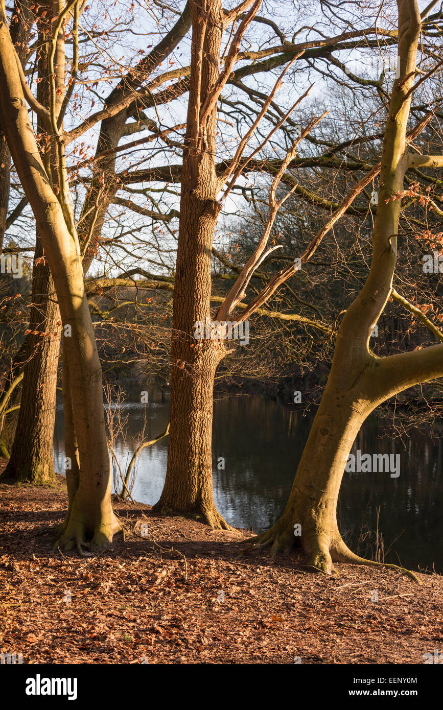 squirm trees in twilight sunlight near the small river in winter nature ...