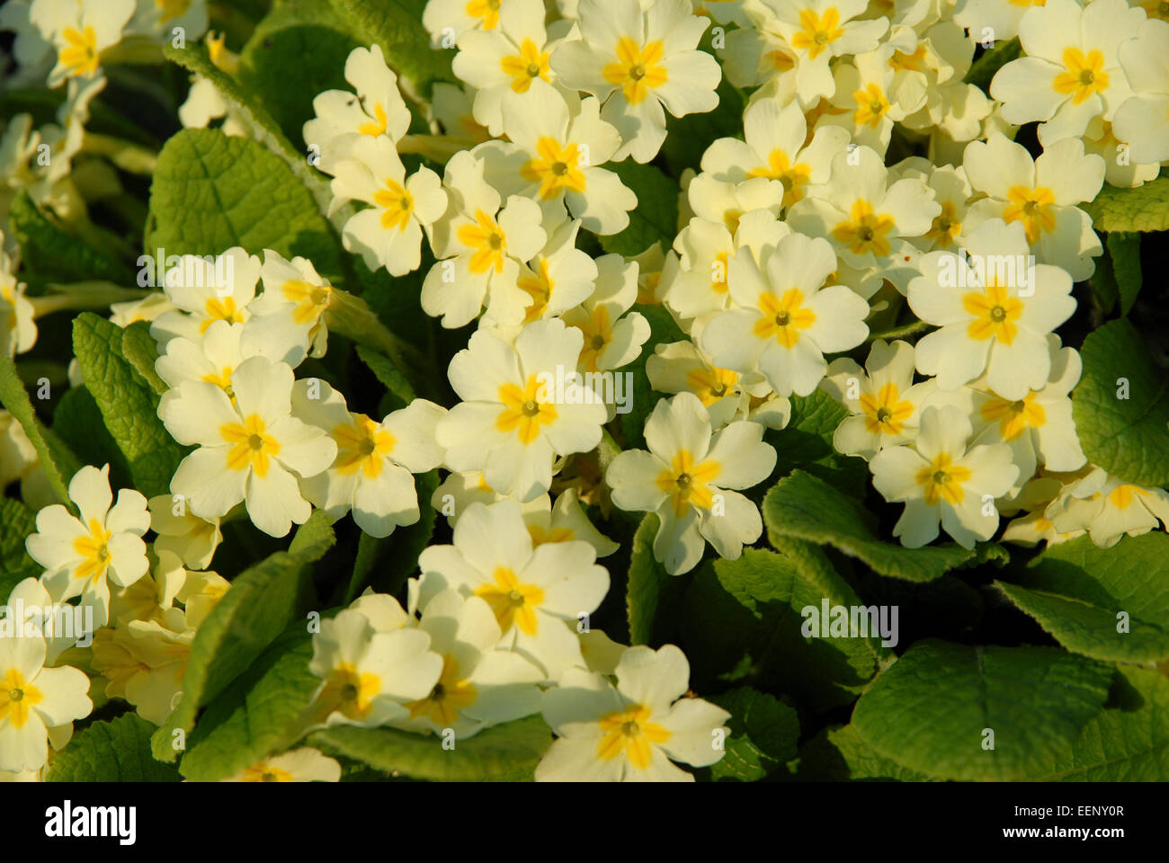 Primroses in a Welsh garden Stock Photo - Alamy