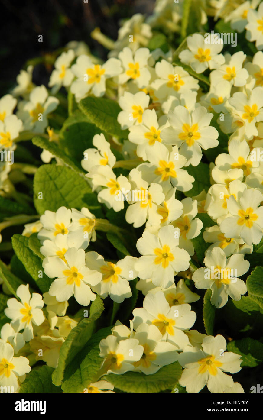 Primrose in flower in a Welsh garden in spring Stock Photo - Alamy