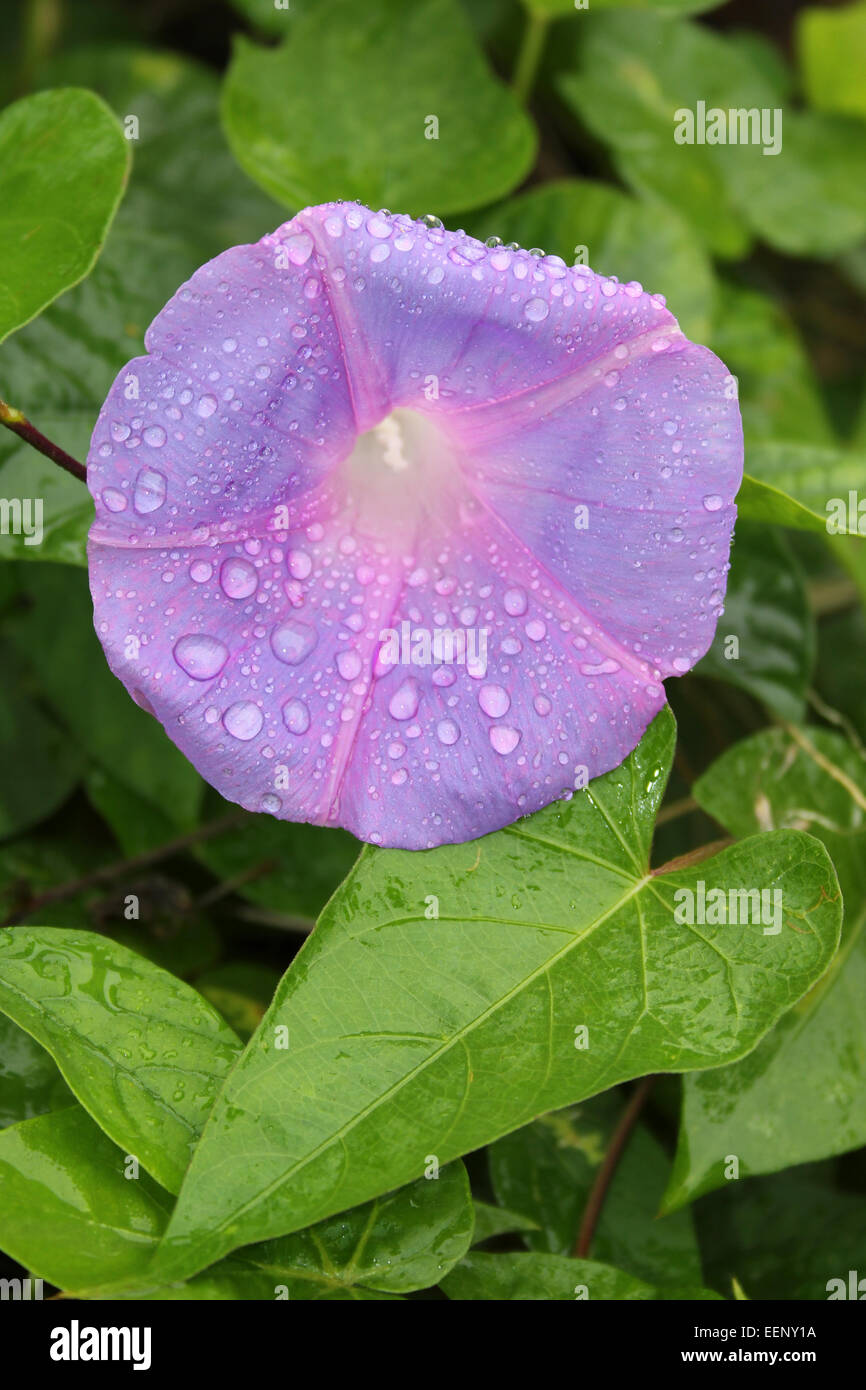 Ipomoea Sp High Resolution Stock Photography and Images - Alamy