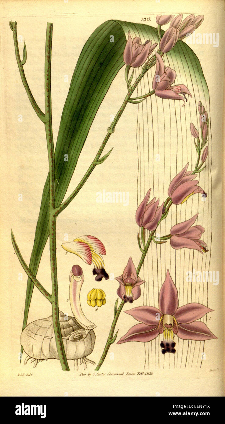 Bletia purpurea, previously identified as Bletia acutipetala, is an ...