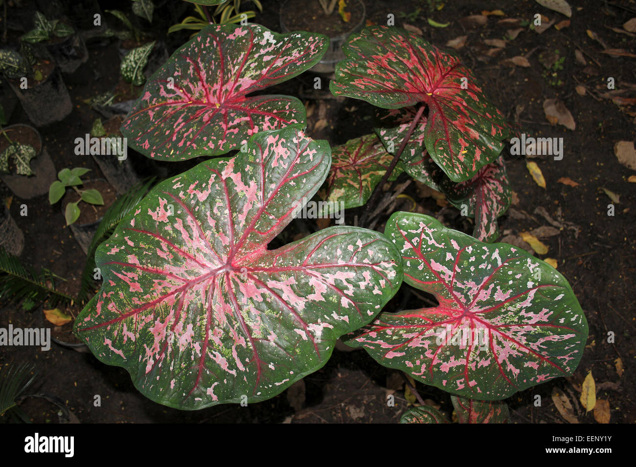 Elephant Ear Leaves (a.k.a Angels Wings, Heart Of Jesus) Fancy-leaved ...