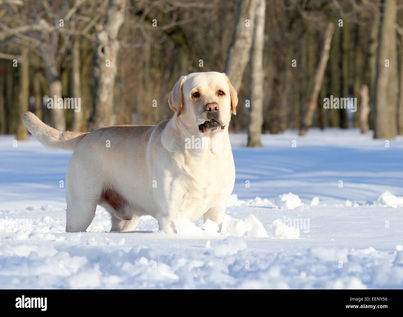 yellow labrador in the snow in winter portrait close up Stock Photo - Alamy