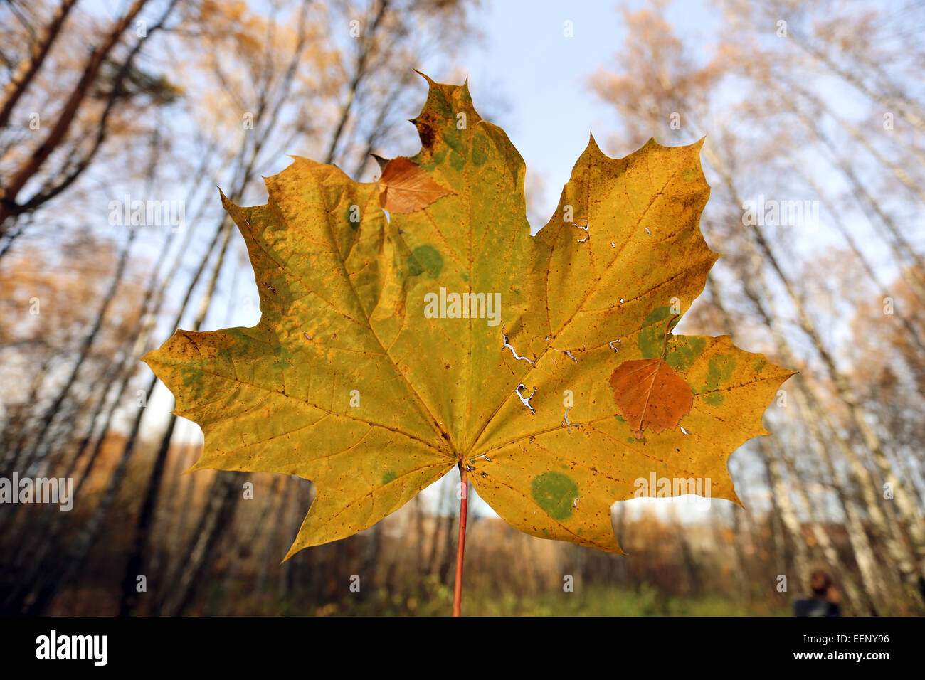 Beautiful yellow maple leaf photographed close up Stock Photo - Alamy