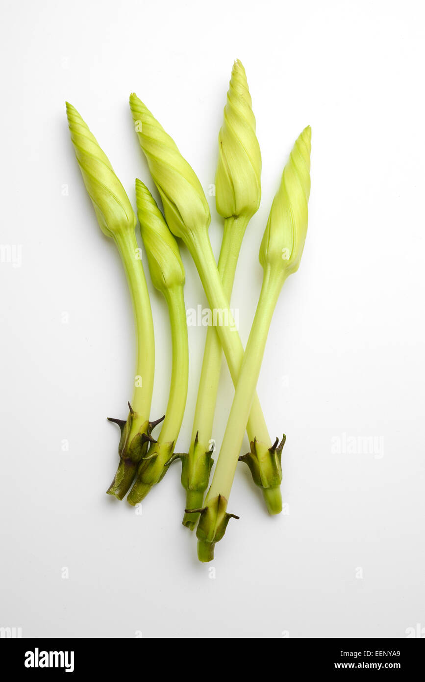 Ipomoea alba flower Stock Photo - Alamy