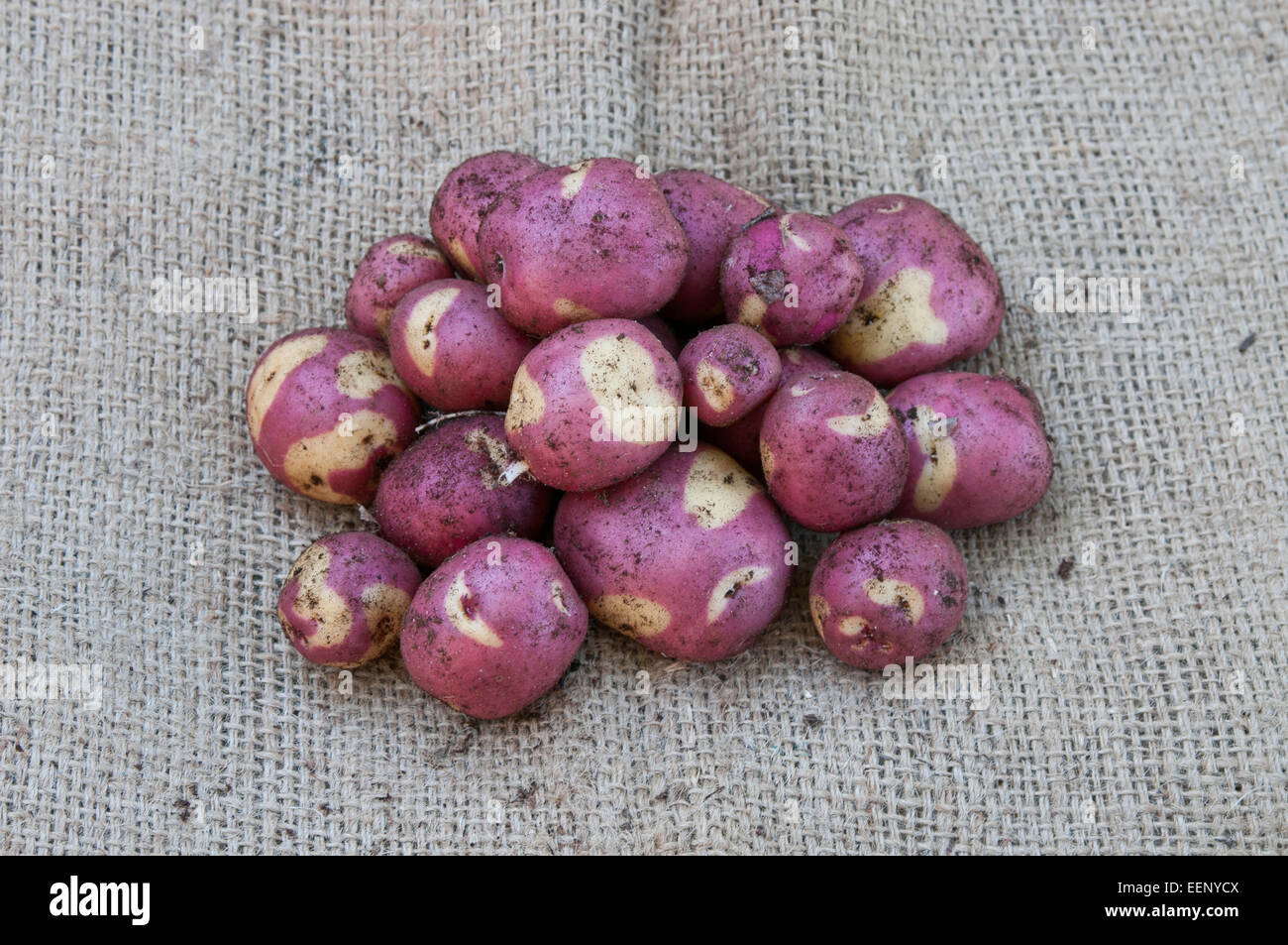Newly lifted potato Apache tubers Stock Photo - Alamy