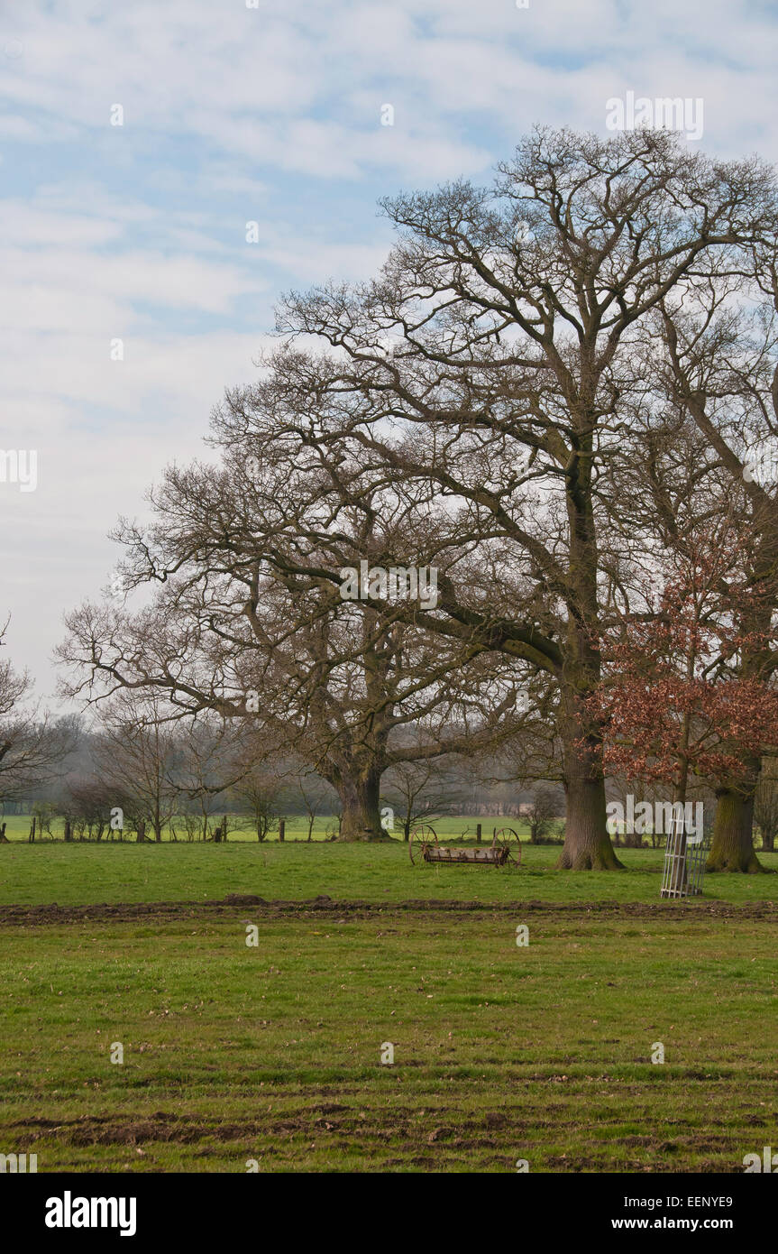 Oak trees in a rural landscape Stock Photo - Alamy