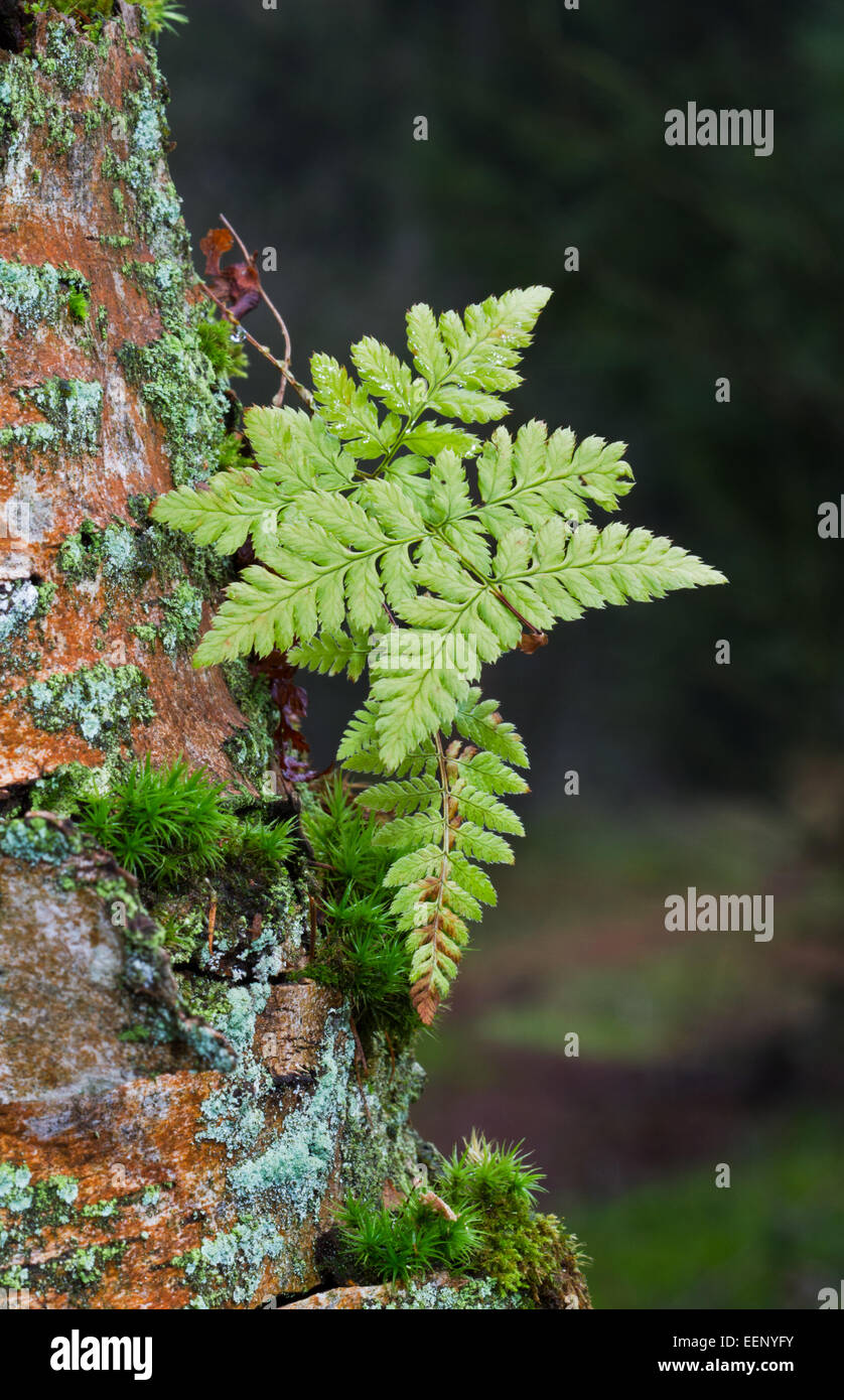 Pioneer vegetation of fern, lichens and moss growing on the stem of a ...