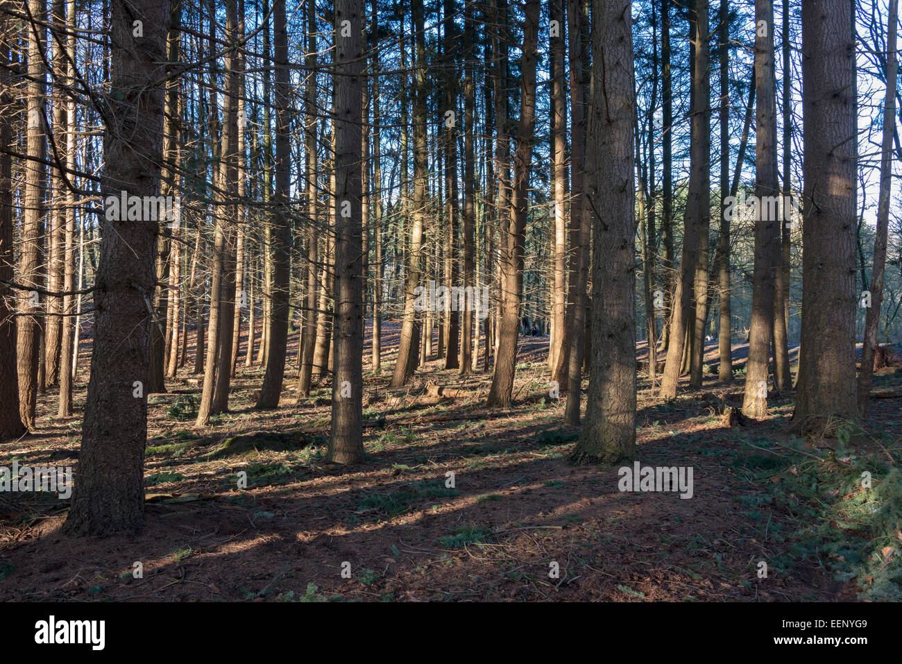 Sunlight shadow hi-res stock photography and images - Alamy