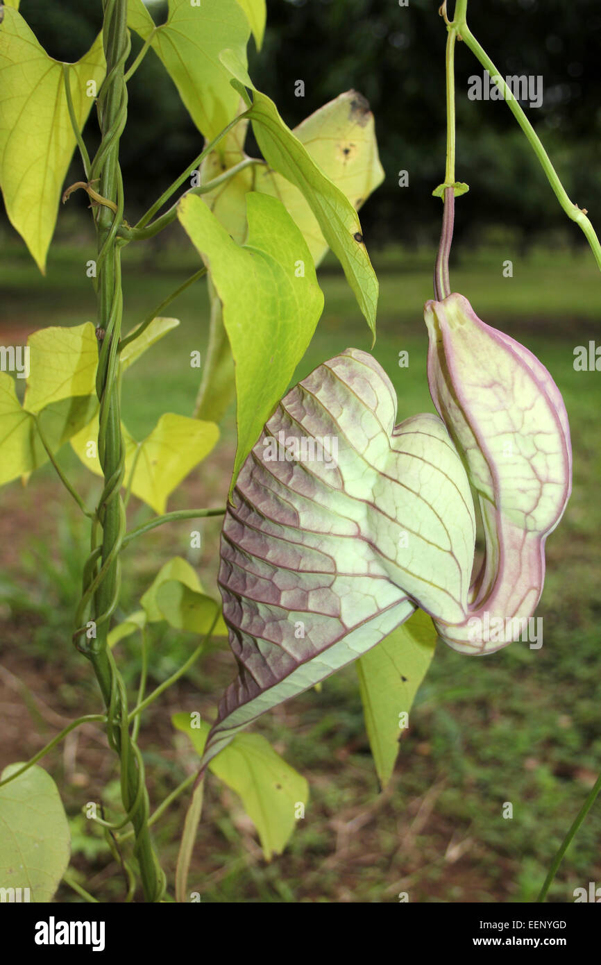 Dutchman's Pipe Aristolochia trilobata known locally as 'Contribo ...