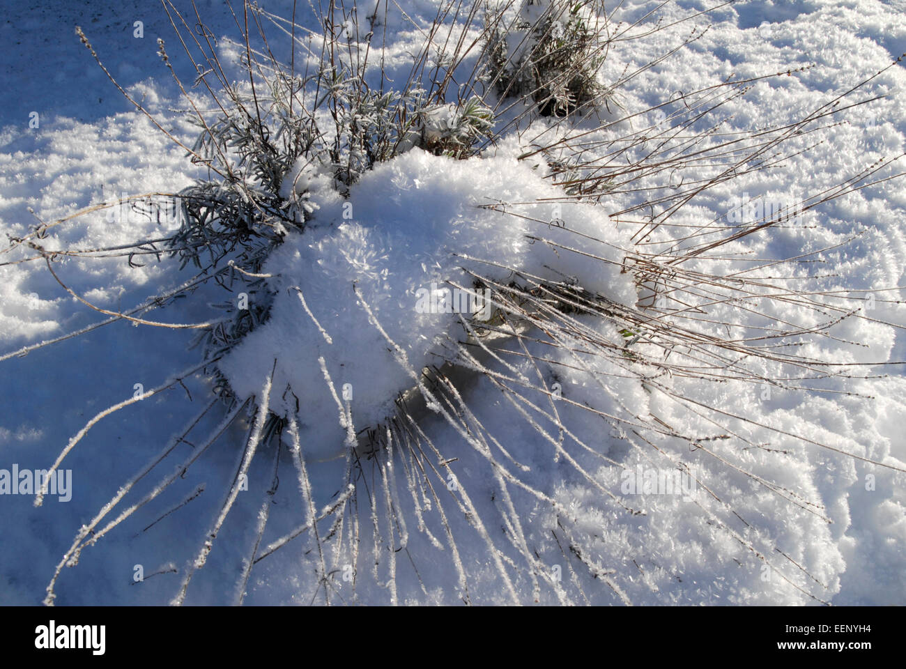 Snow on a lavender plant. Winter in a garden in the UK Stock Photo - Alamy