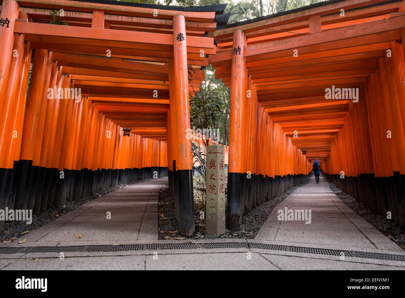 Thousands of red torii gates line two different paths at Fushimi Inari ...