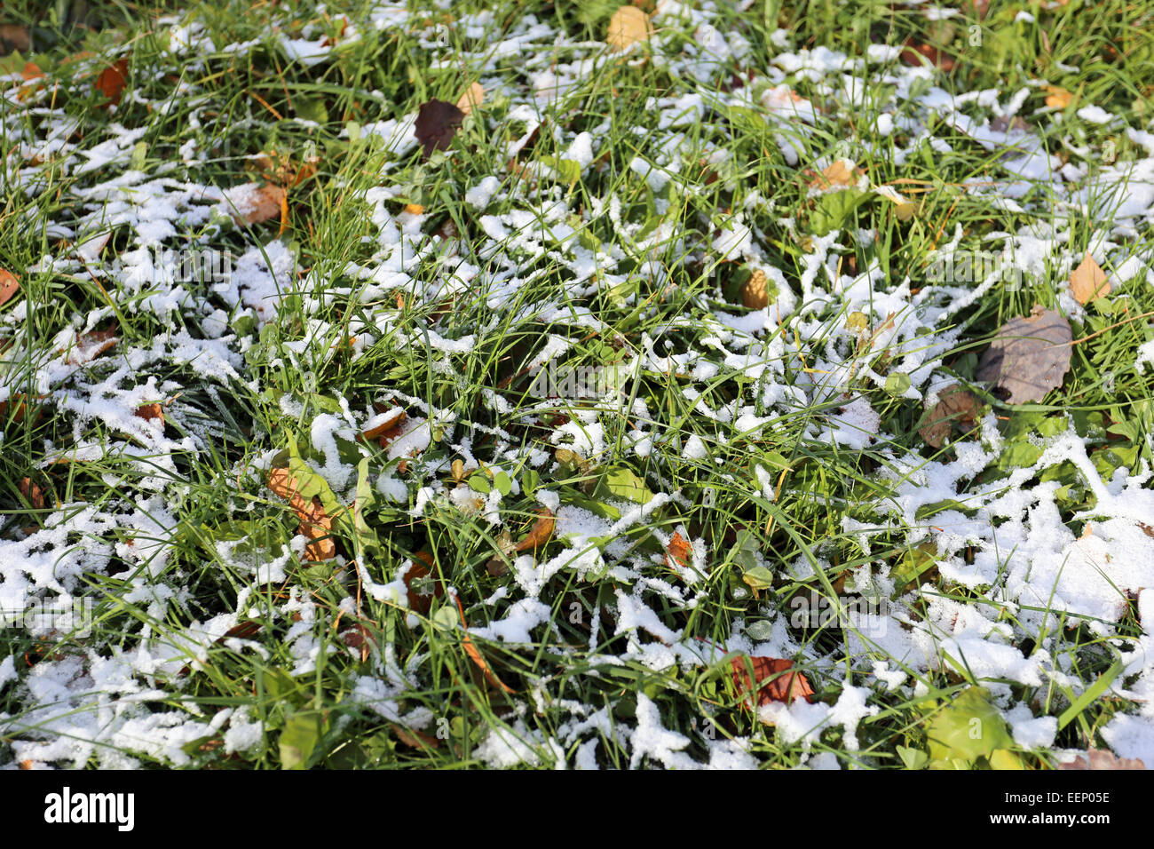 Green lawn grass covered with a thin layer of snow Stock Photo - Alamy