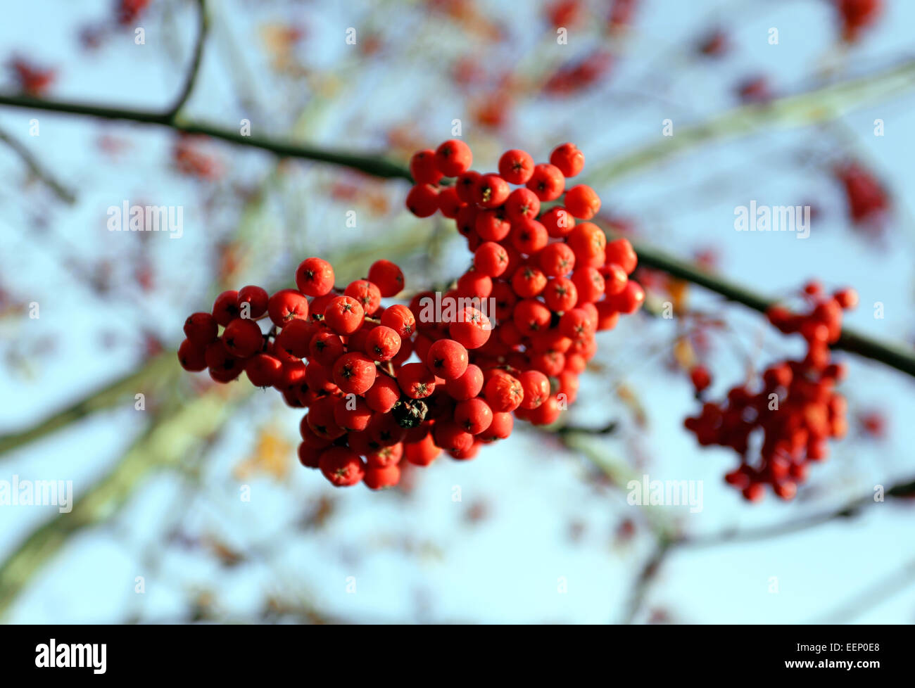 Large red rowan berries photographed close up Stock Photo - Alamy