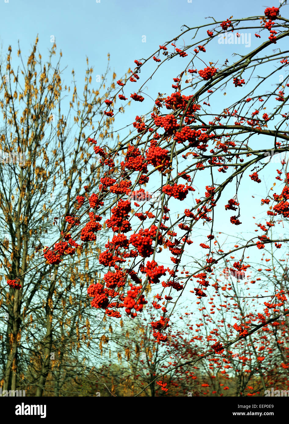 Large red rowan berries photographed close up Stock Photo - Alamy