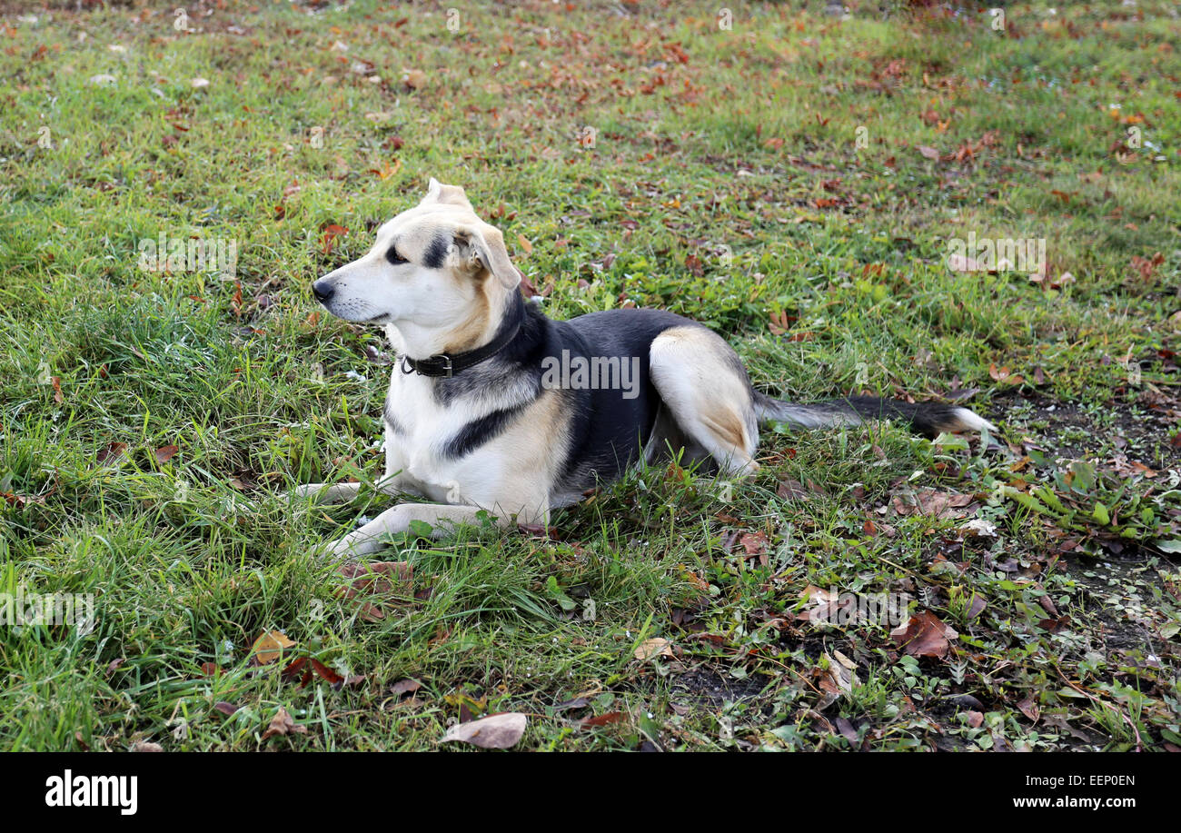 Portrait of a beautiful wild dogs photographed close-up Stock Photo - Alamy