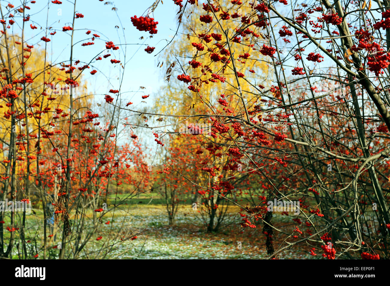 Large red rowan berries photographed close up Stock Photo - Alamy
