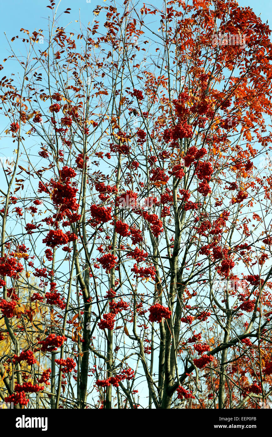 Large red rowan berries photographed close up Stock Photo - Alamy
