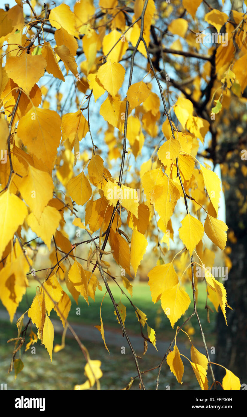 Beautiful yellow birch leaves photographed close up Stock Photo - Alamy