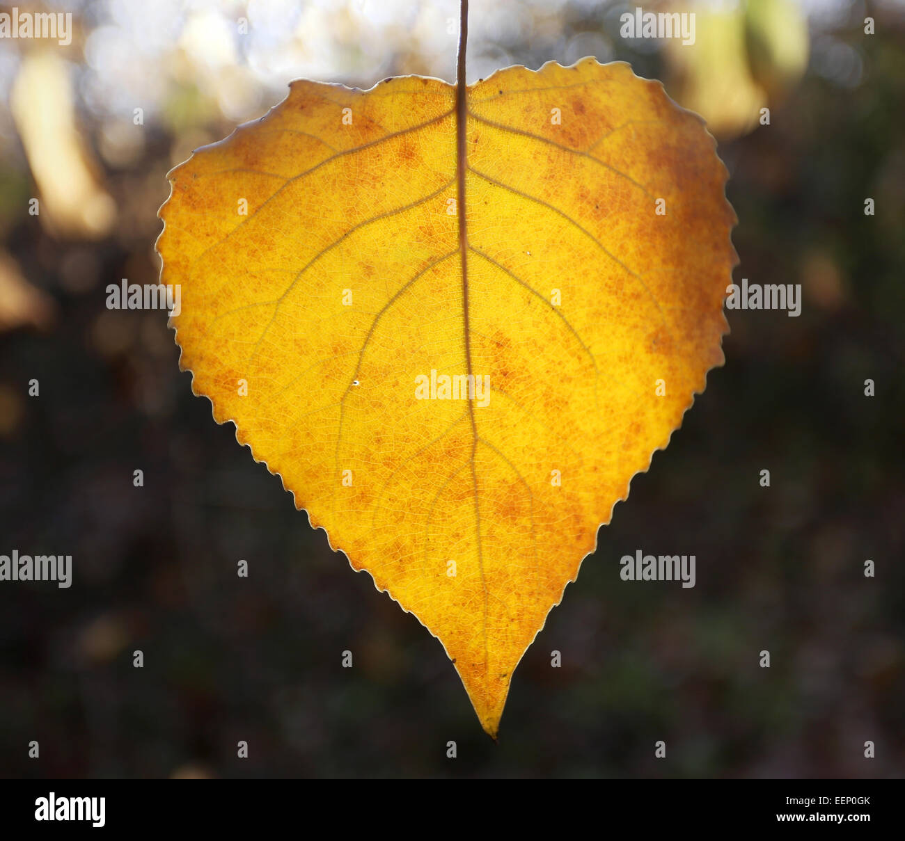 Beautiful yellow birch leaves photographed close up Stock Photo - Alamy
