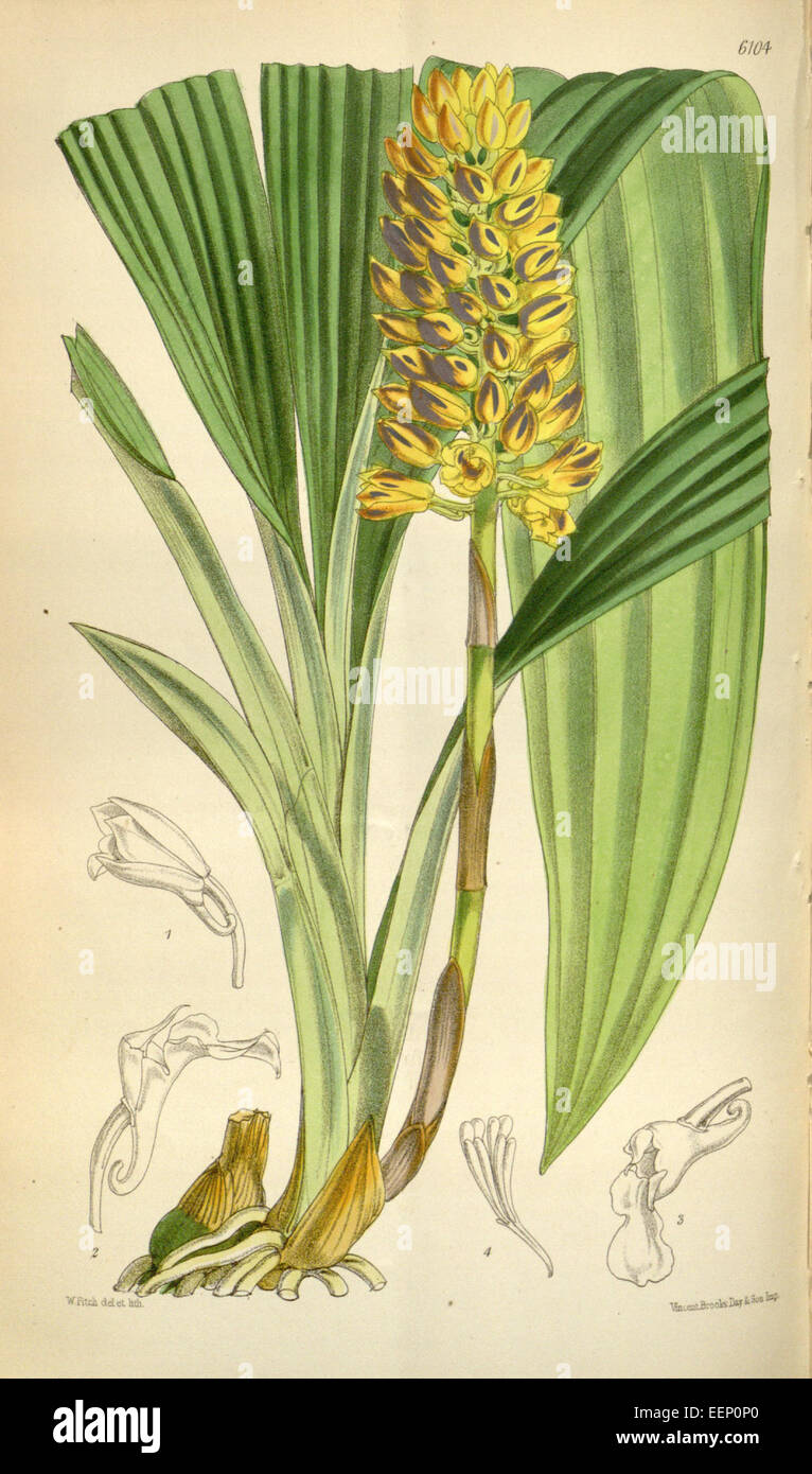 Calanthe pulchra, also known as Calanthe curculigoides, is an orchid ...