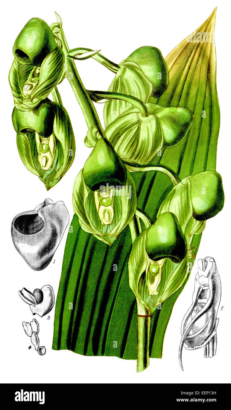 Catasetum integerrimum, also known as Catasetum wailesii, is an orchid ...