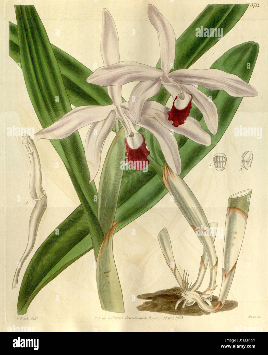 Cattleya intermedia, var. angustifolia, is a type of orchid known for ...