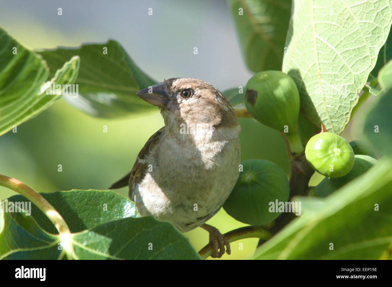 Passer domesticue hi-res stock photography and images - Alamy
