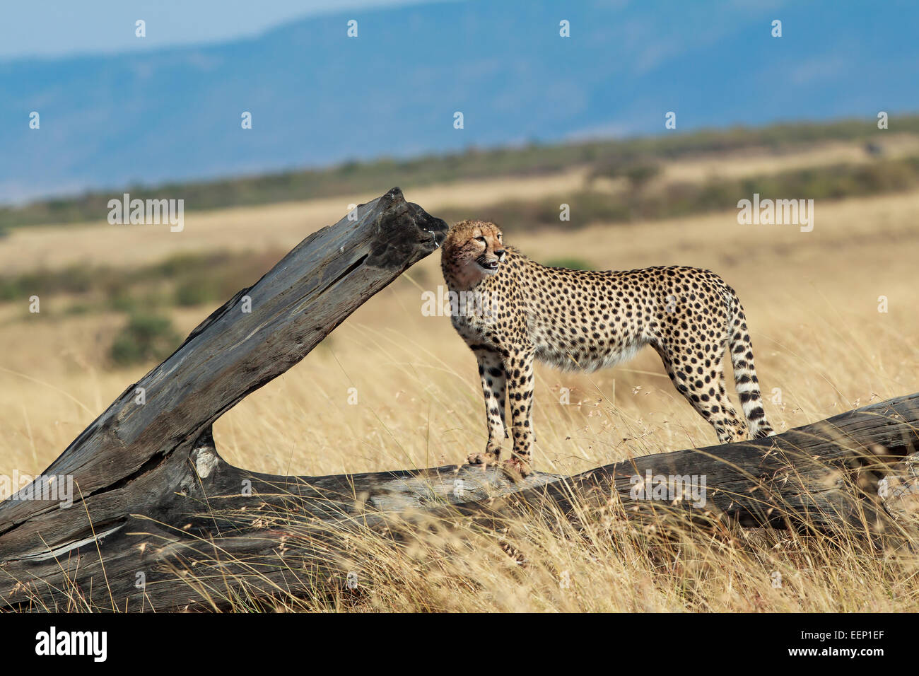 Cheetah in his habitat Stock Photo - Alamy