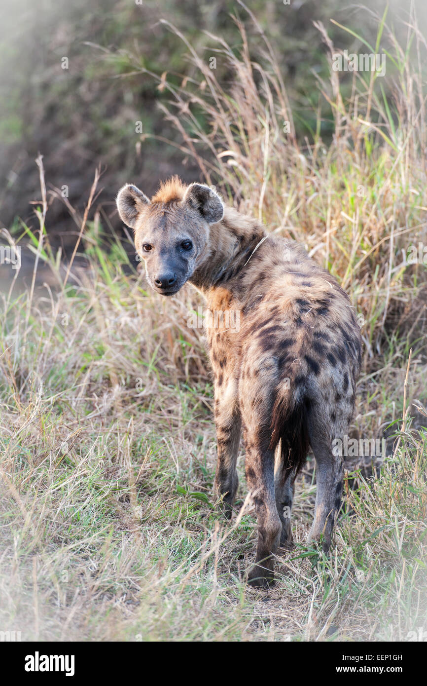 hyenas in the savanna of Kenya Stock Photo - Alamy