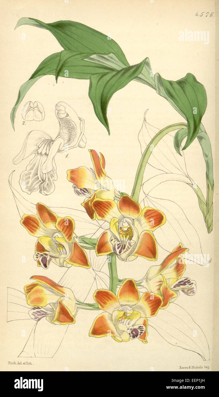 Chysis bruennowiana, formerly known as Chysis aurea var. maculata, is ...