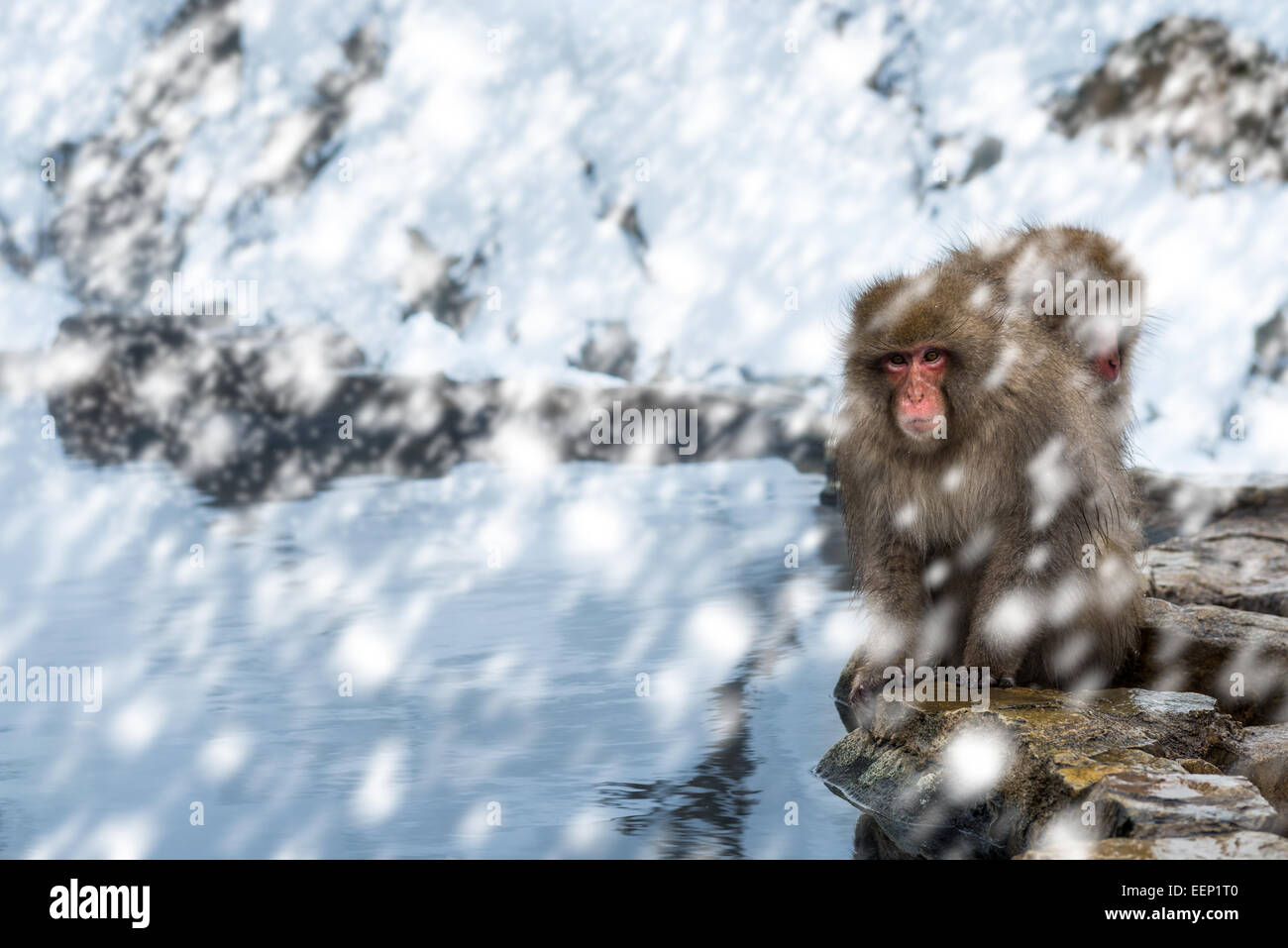 Snow monkeys at the Jigokudani monkey park in Nagano Prefecture, Japan ...