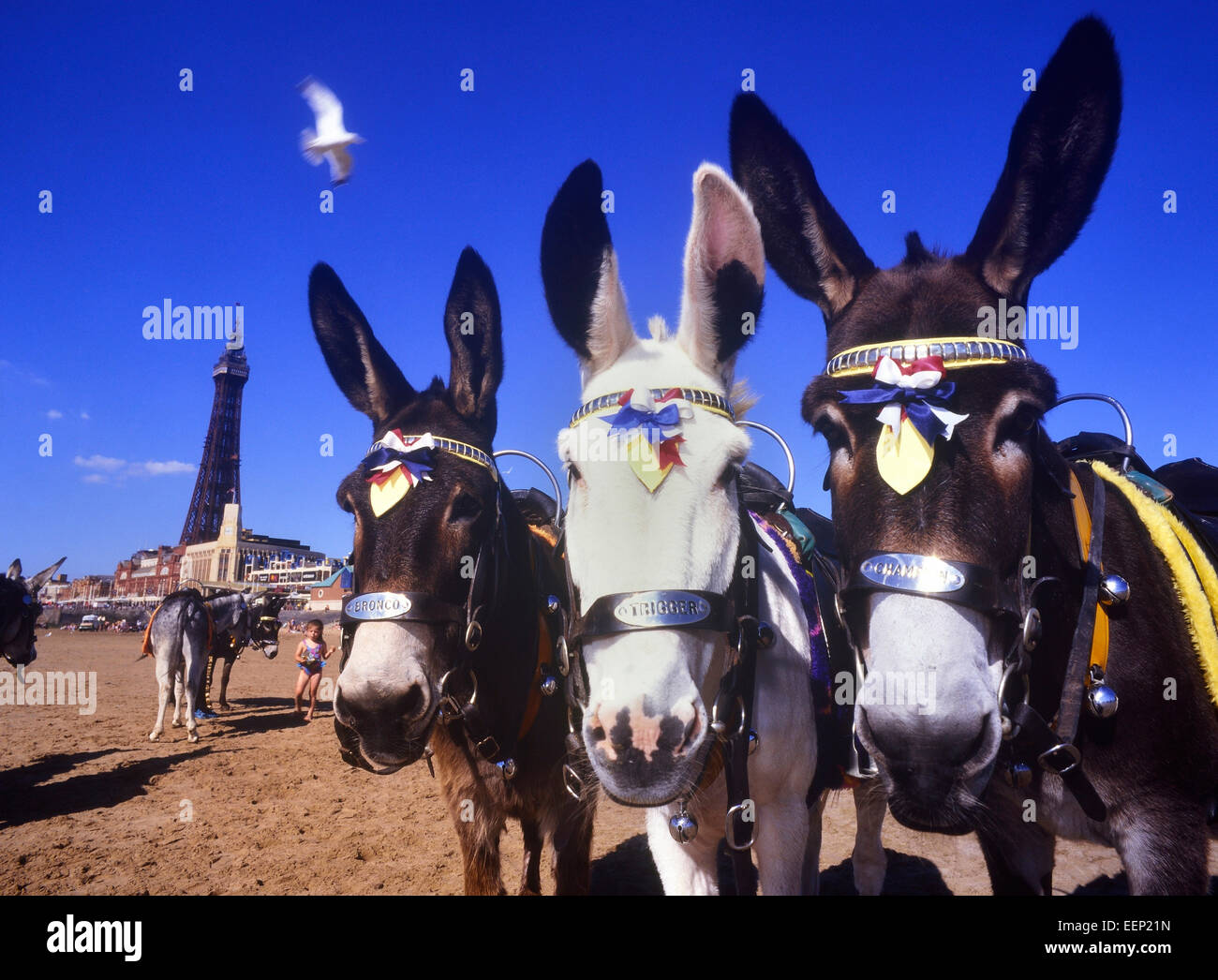 Seaside donkeys on Blackpool beach. Lancashire. England. UK Stock Photo ...