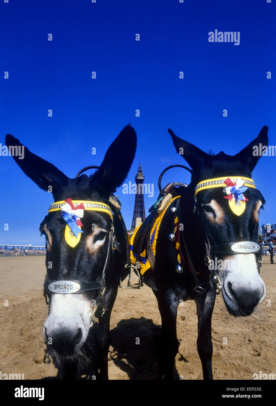 Seaside donkeys on Blackpool beach. Lancashire. England. UK Stock Photo ...