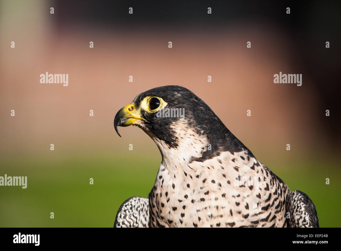 peregrine falcon Falco peregrinus falco pellegrino Stock Photo - Alamy