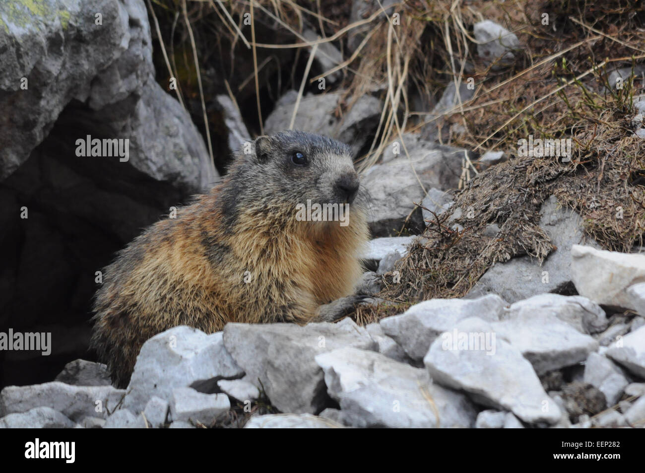 Tatras marmot hi-res stock photography and images - Alamy
