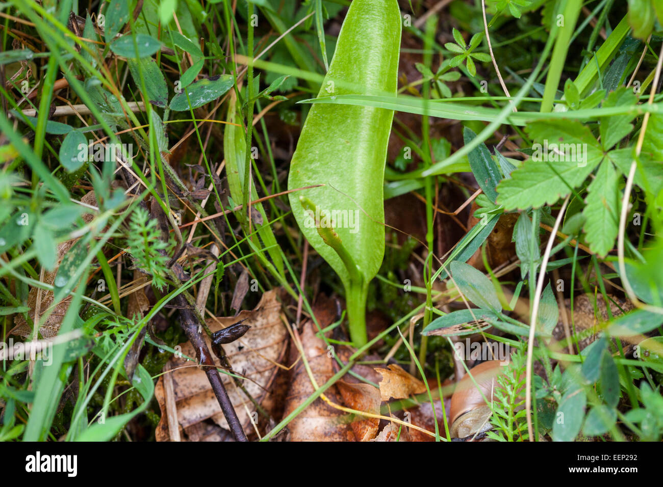 Adder's tongue fern, UK Stock Photo - Alamy
