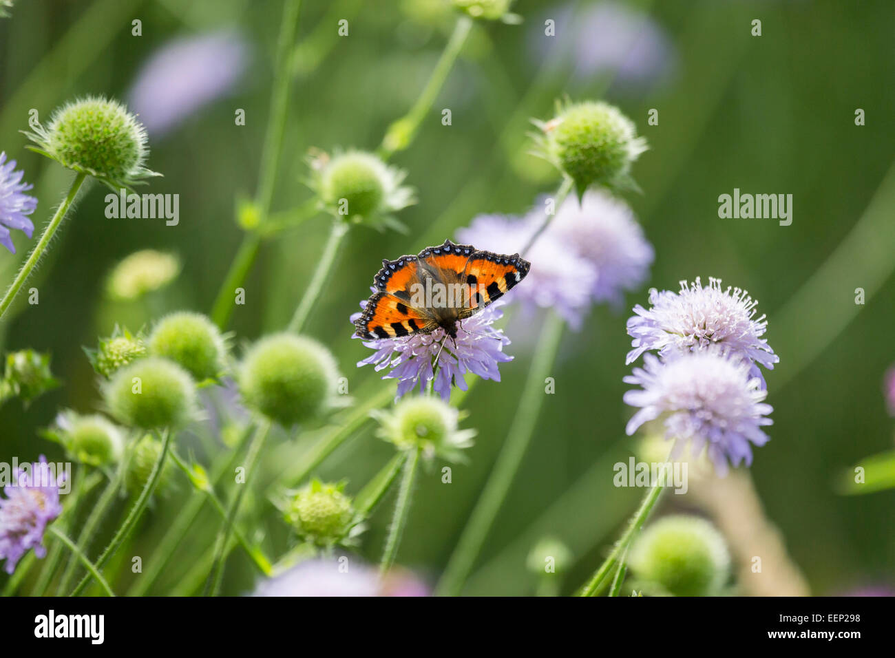Small tortoiseshell butterfly in wildflower meadow Stock Photo - Alamy