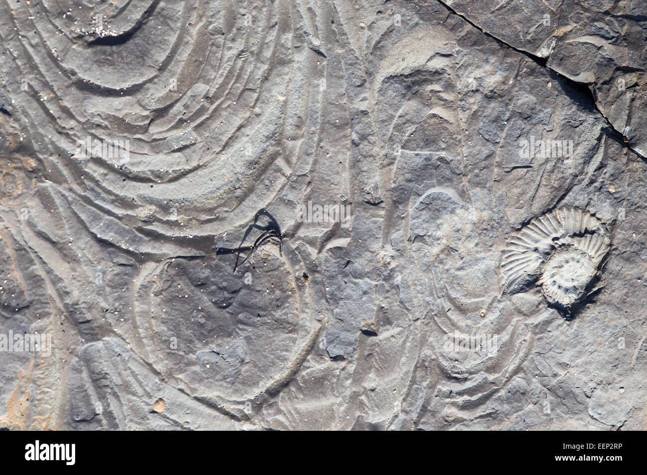 Kimmeridge Clay Formation High Resolution Stock Photography and Images ...