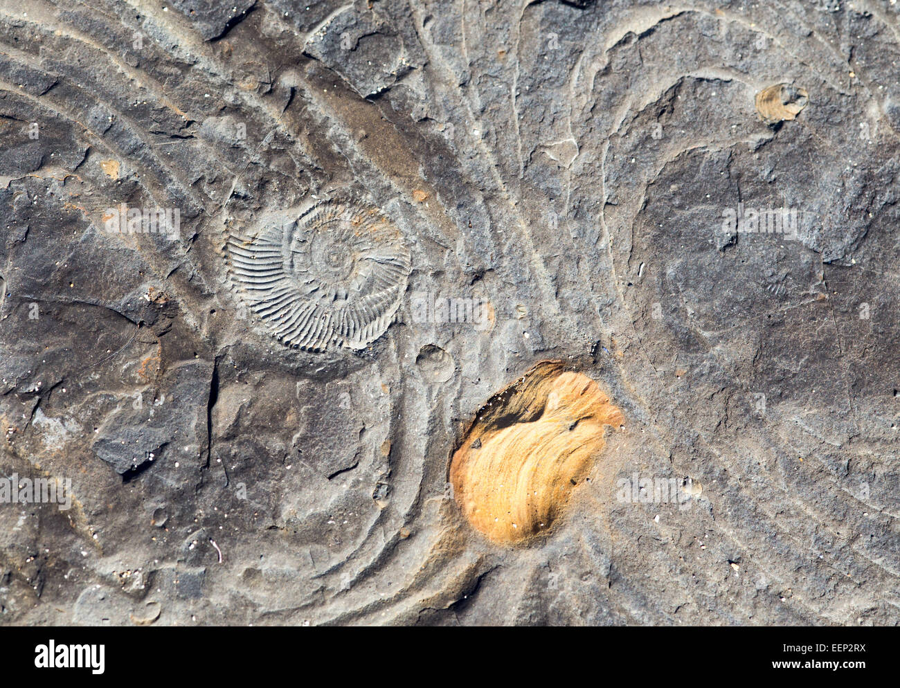 Kimmeridge clay hi-res stock photography and images - Alamy