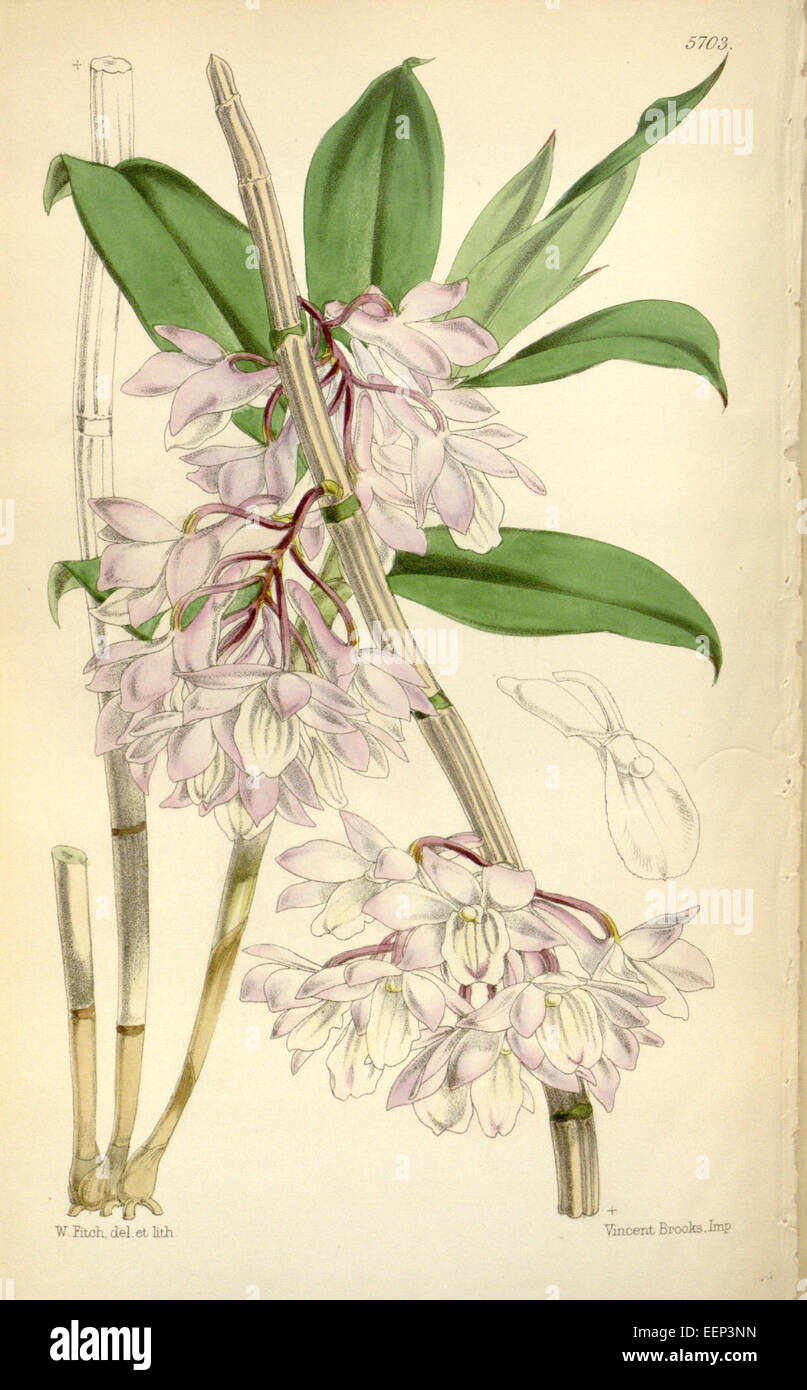 Dendrobium cumulatum is an orchid species depicted in Curtis' Botanical ...