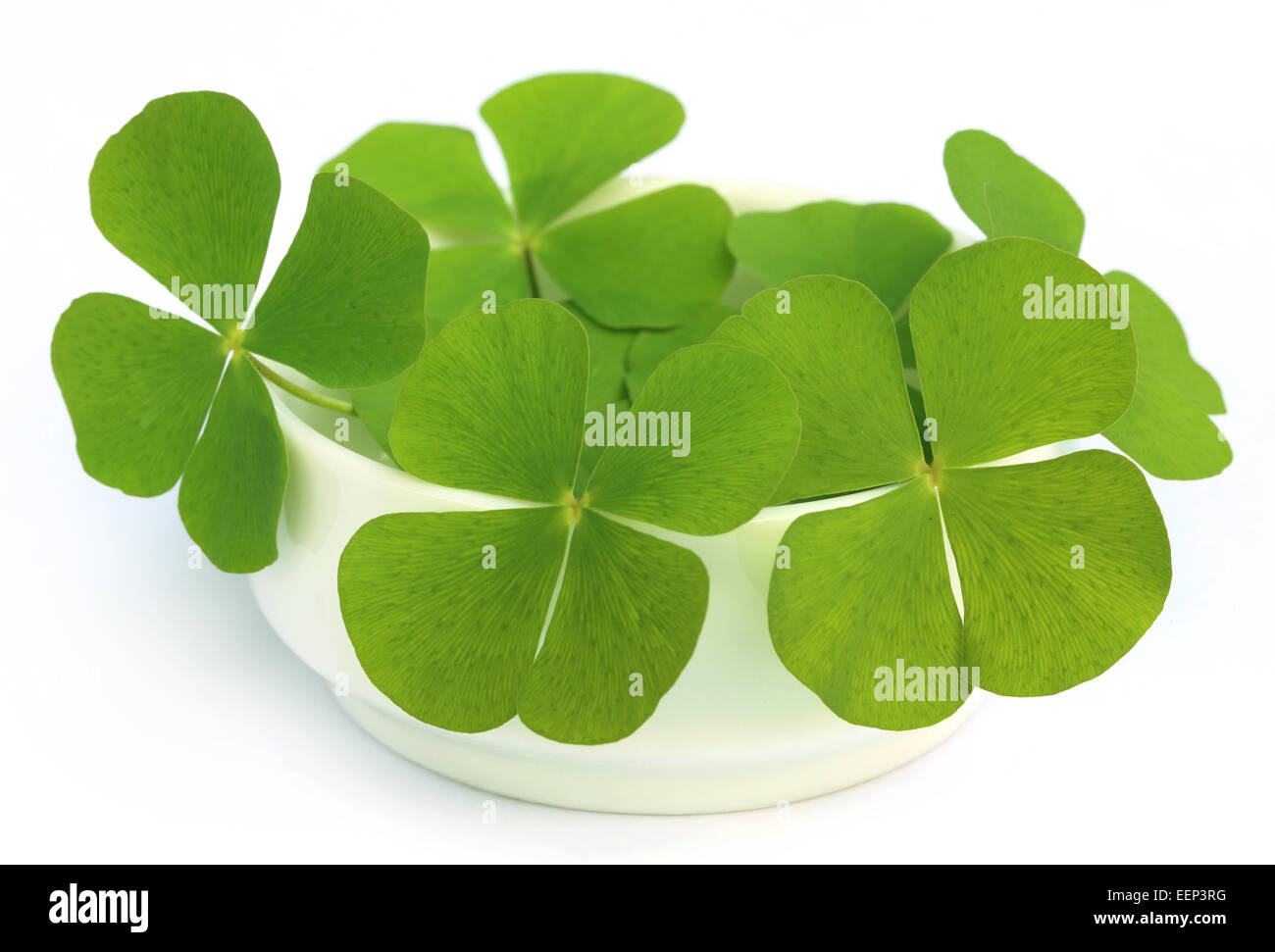 Decorative clover leaves on a white bowl Stock Photo - Alamy