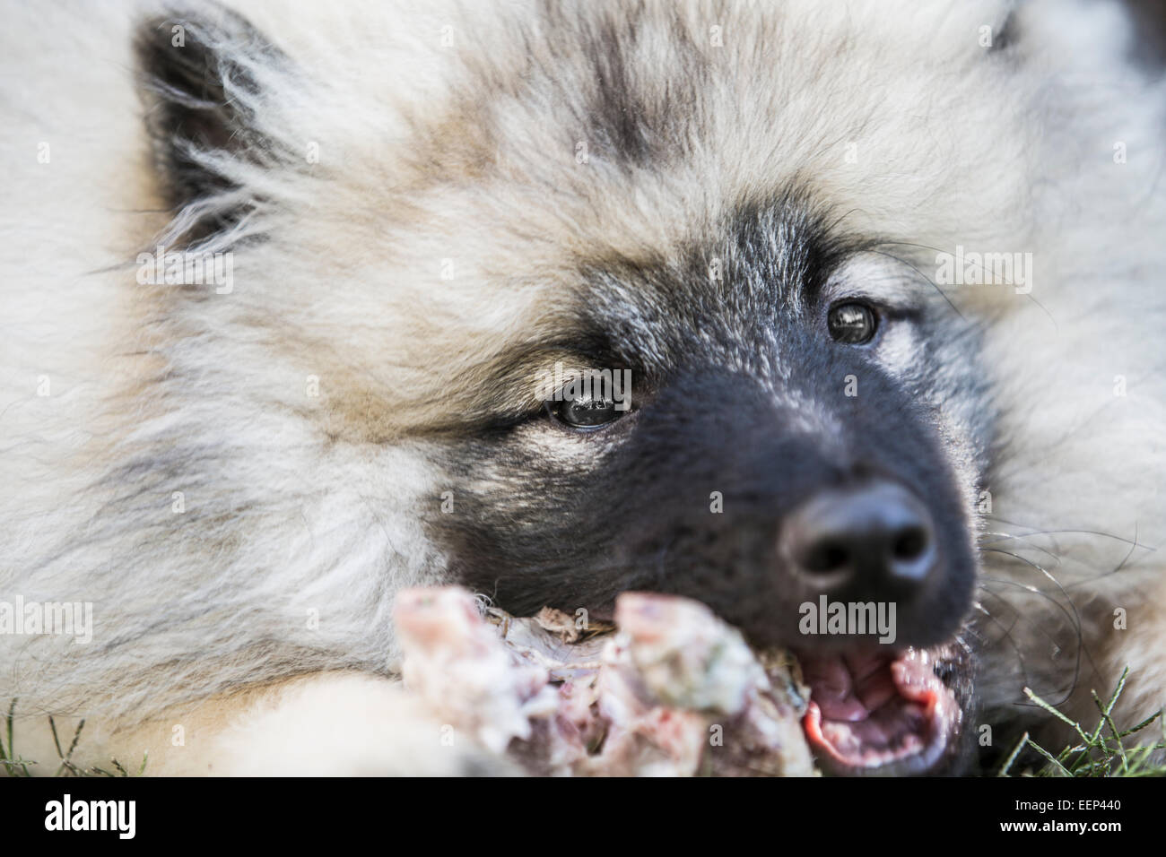 What Happens When Dog Swallows Bone