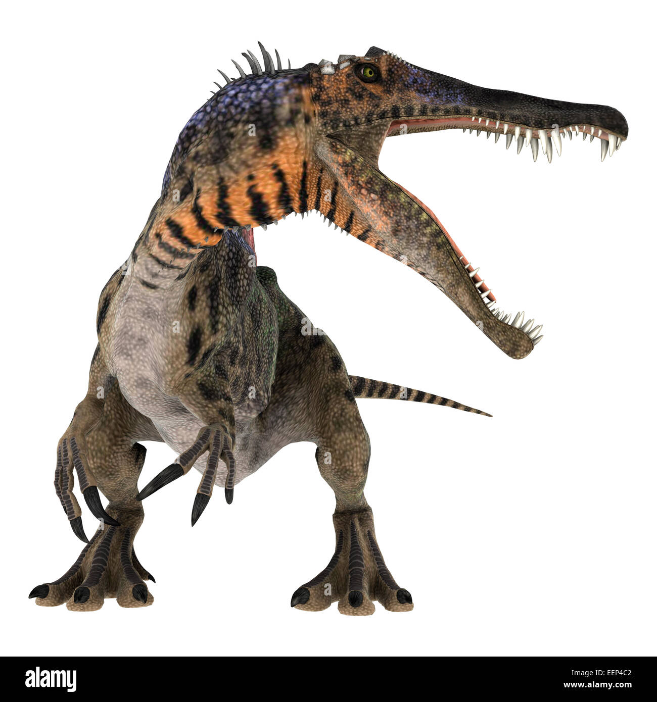 3D digital render of a curious Cretaceous dinosaur Spinosaurus or spiny ...